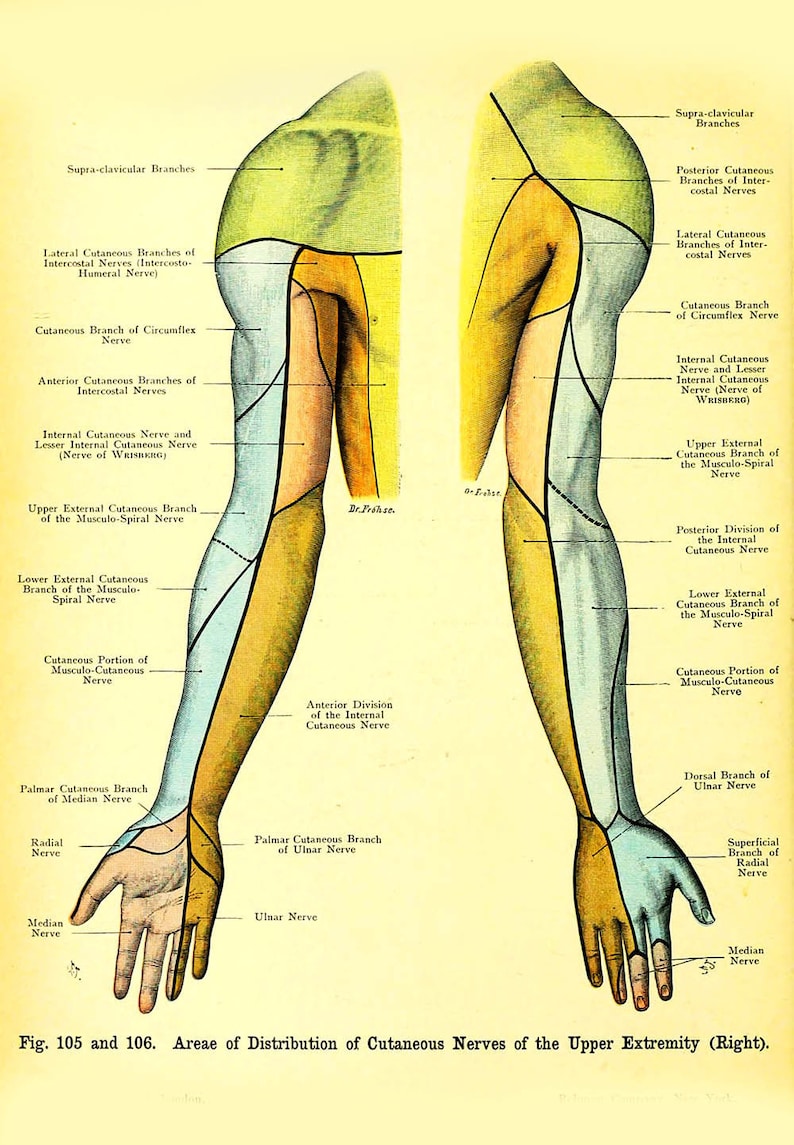 Human Anatomy Archival Arm Print- Orthopedic Art - Med Student Gift ...