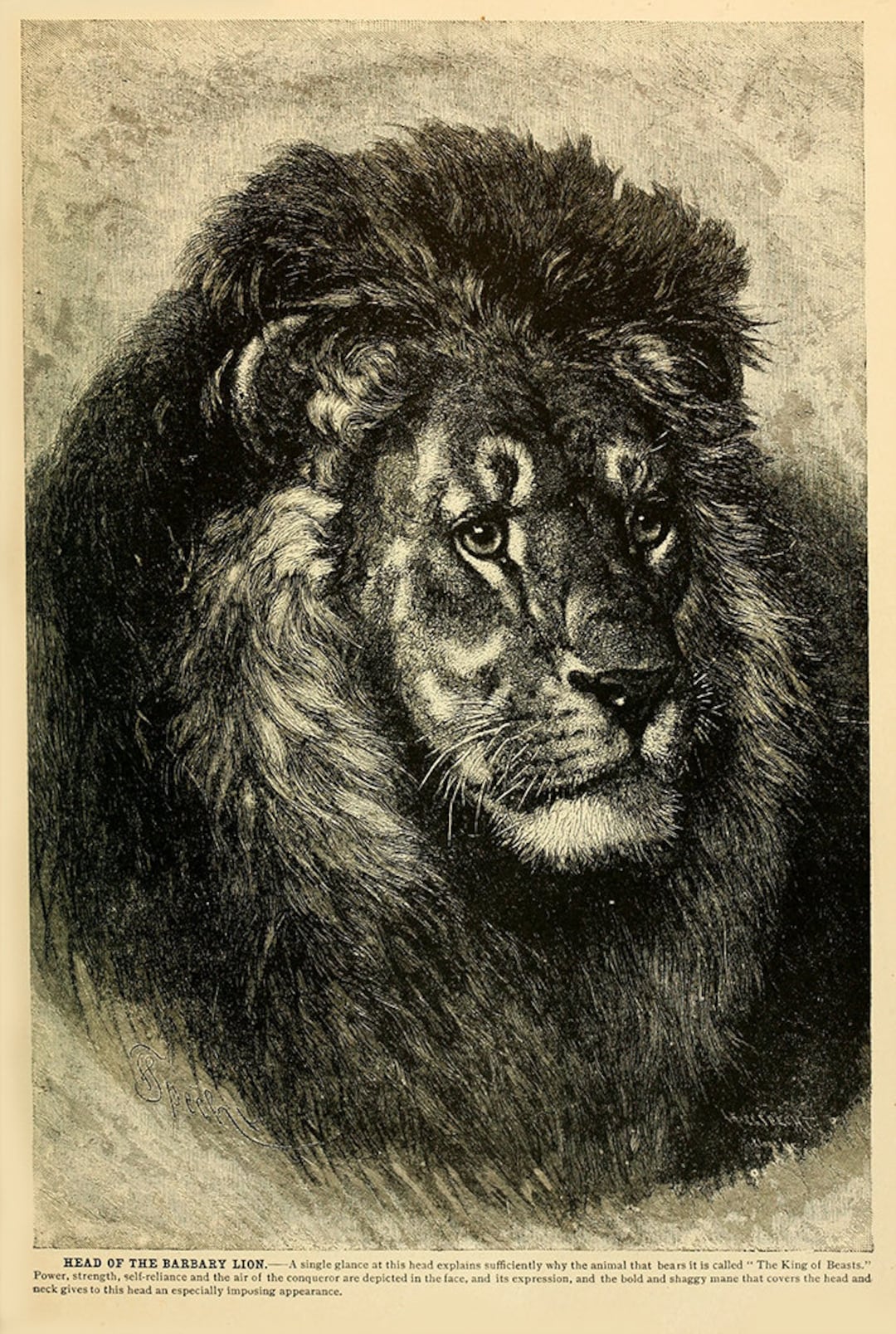 Vintage Lion Head Print- Lion Portrait Image-lion Wall Decor-feline ...