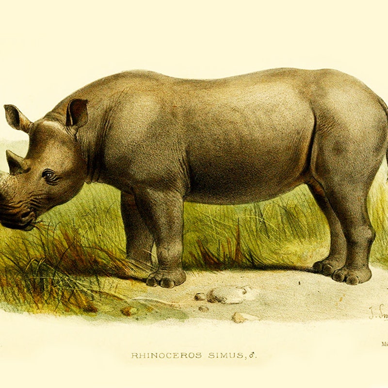 Rhino Print - Etsy