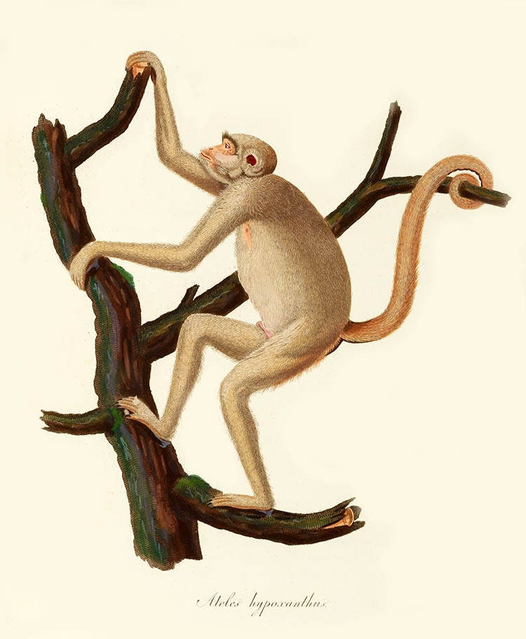 Monkey Print-antique Spider Monkey Print-spider Monkey-monkey Image ...