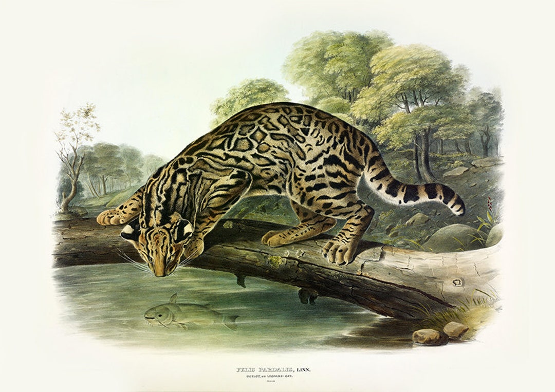 Vintage Ocelot Cat Print- Felis Pardalis-wall Decor- Ocelot ...
