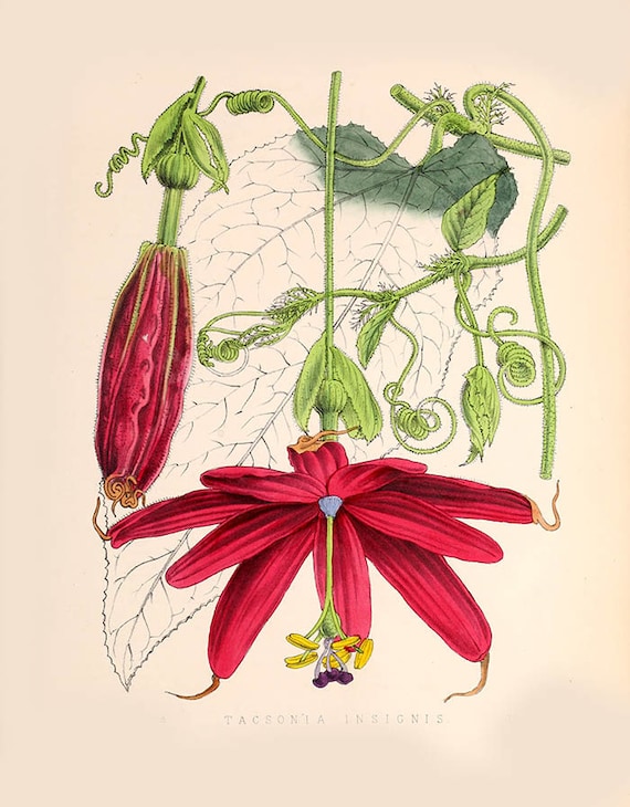 Vintage Botanical Print-tacsonia Vintage Print-floral Plant | Etsy