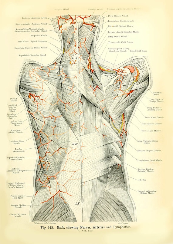 Human Anatomy Organs Back