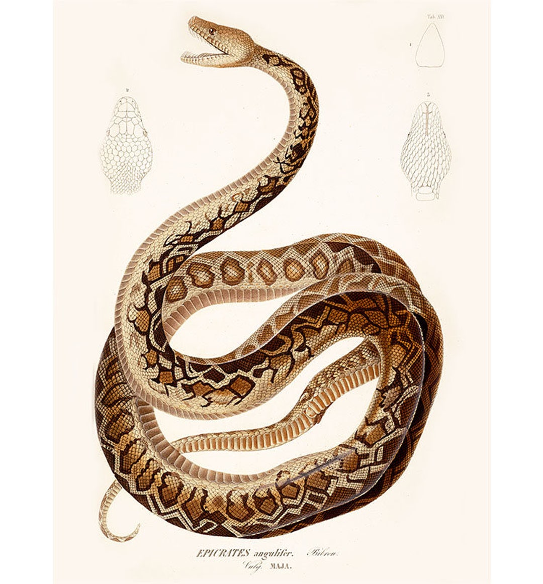 Reptile Prints-educational Boa Snake- Slender Boa- Print-antique ...