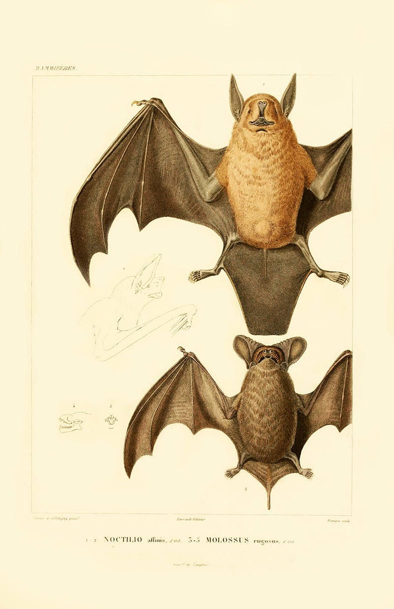 Vintage Brazilian Free Tailed Bat Print , Bat Print, Bat Wall Decor ...