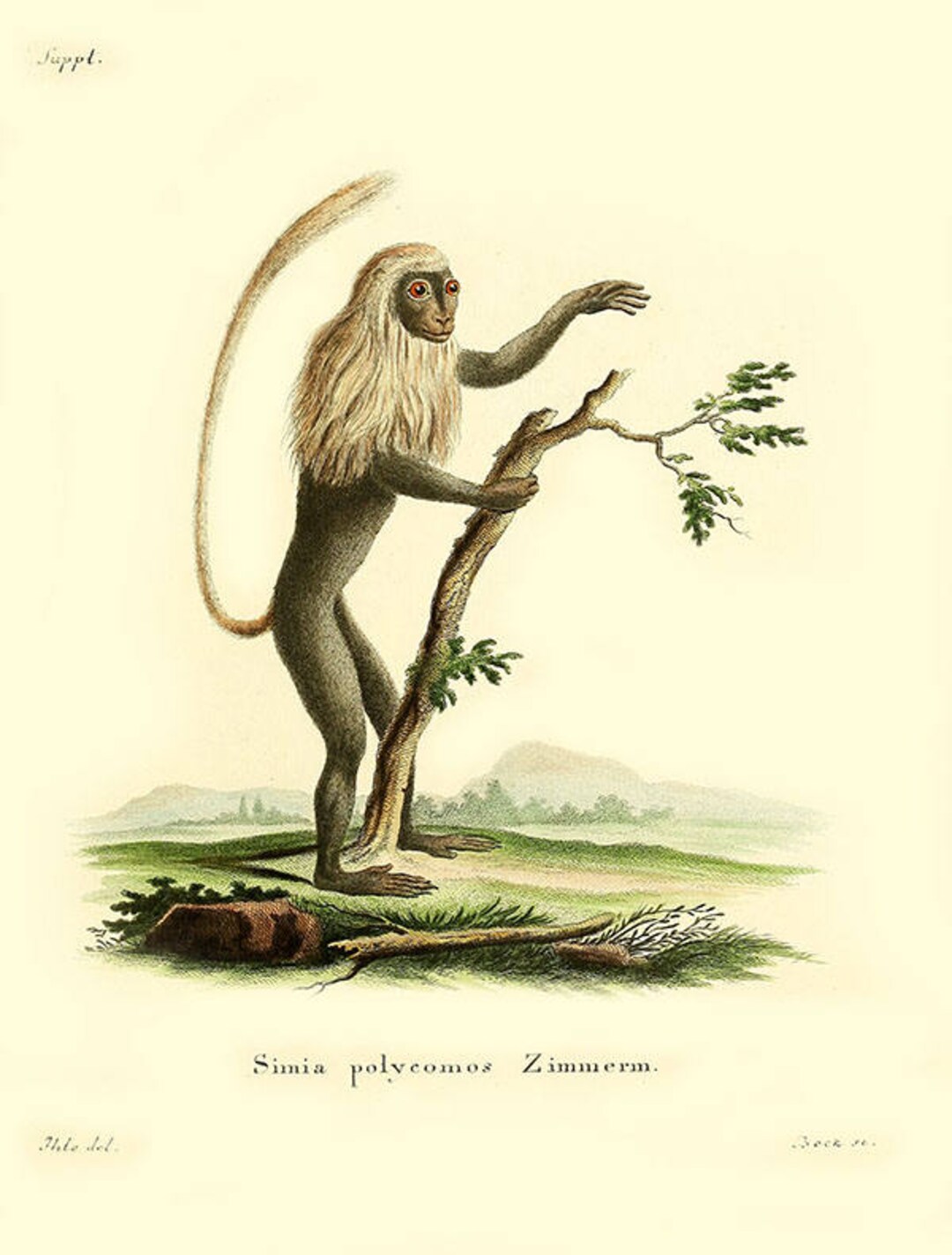 Monkey Print-antique Monkey Print-colobus Monkey, Monkey Image-monkey ...