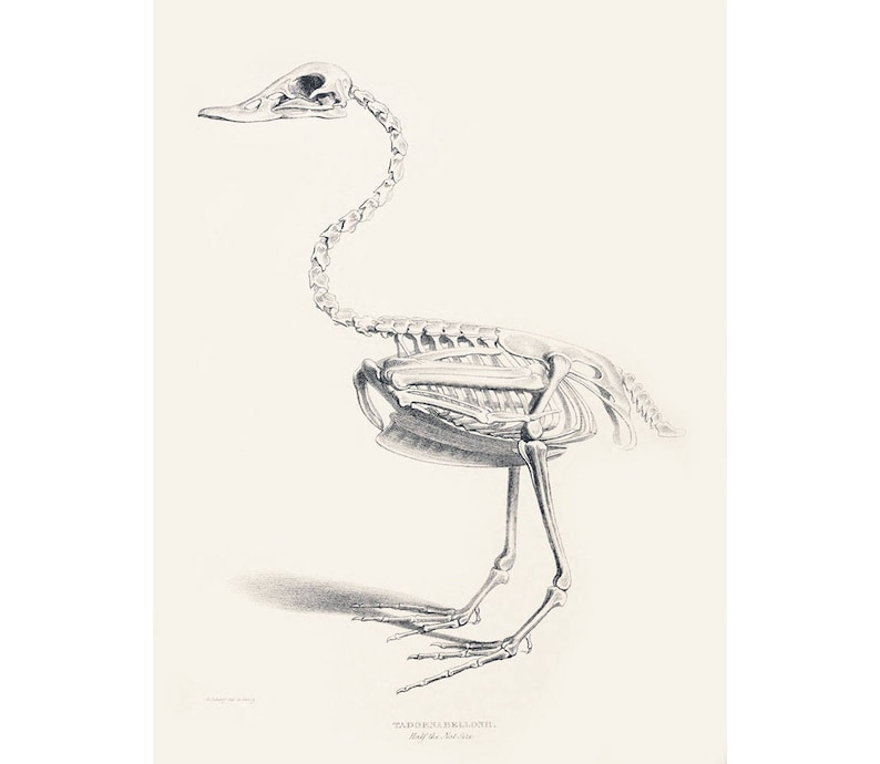 Bird Prints-duck Bird Skeleton Vintage Print-nature Image Illustration ...