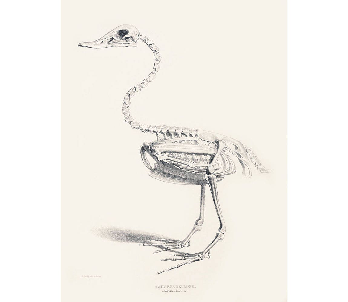 Duck Skeleton