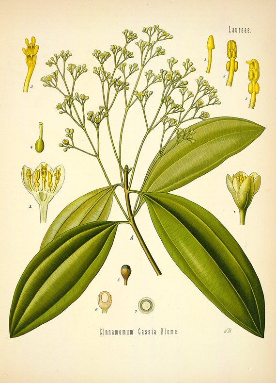 Ceylon Cinnamon Tree Seeds