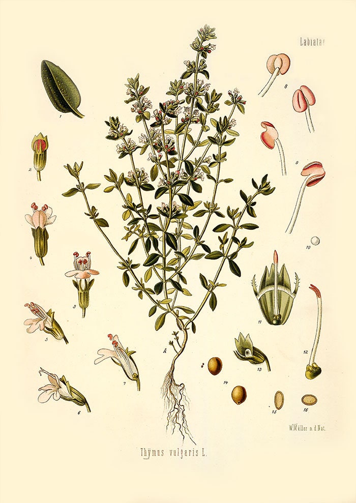 Vintage Botanical Print, Thyme Vintage Print, Thyme Plant Print, Flower ...