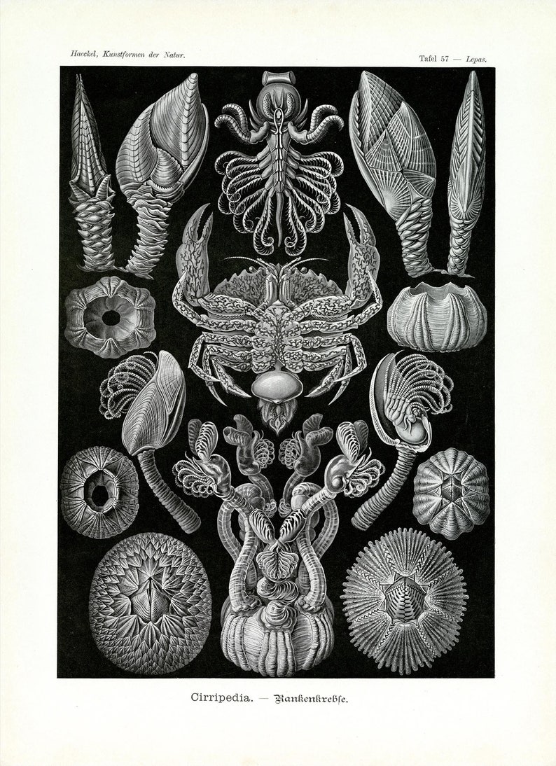 Vintage Cirripedia Barnacle Lobster Crab Print Haeckel Forms of Nature ...