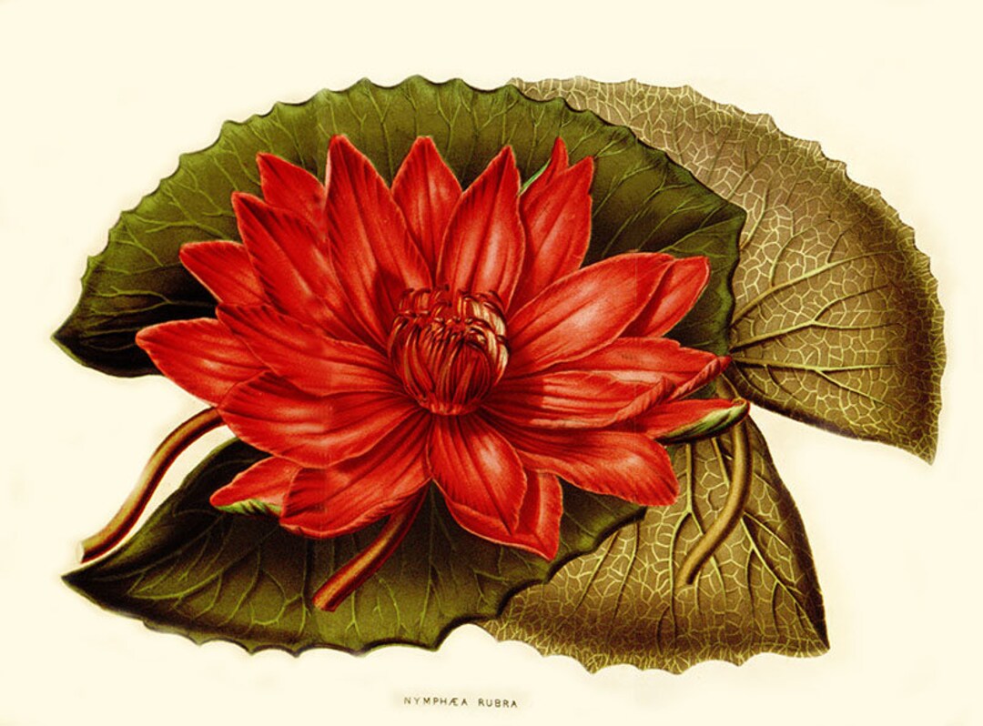 Vintage Lily Print , Red Water Lily Flower Print, Floral Print, Vintage ...