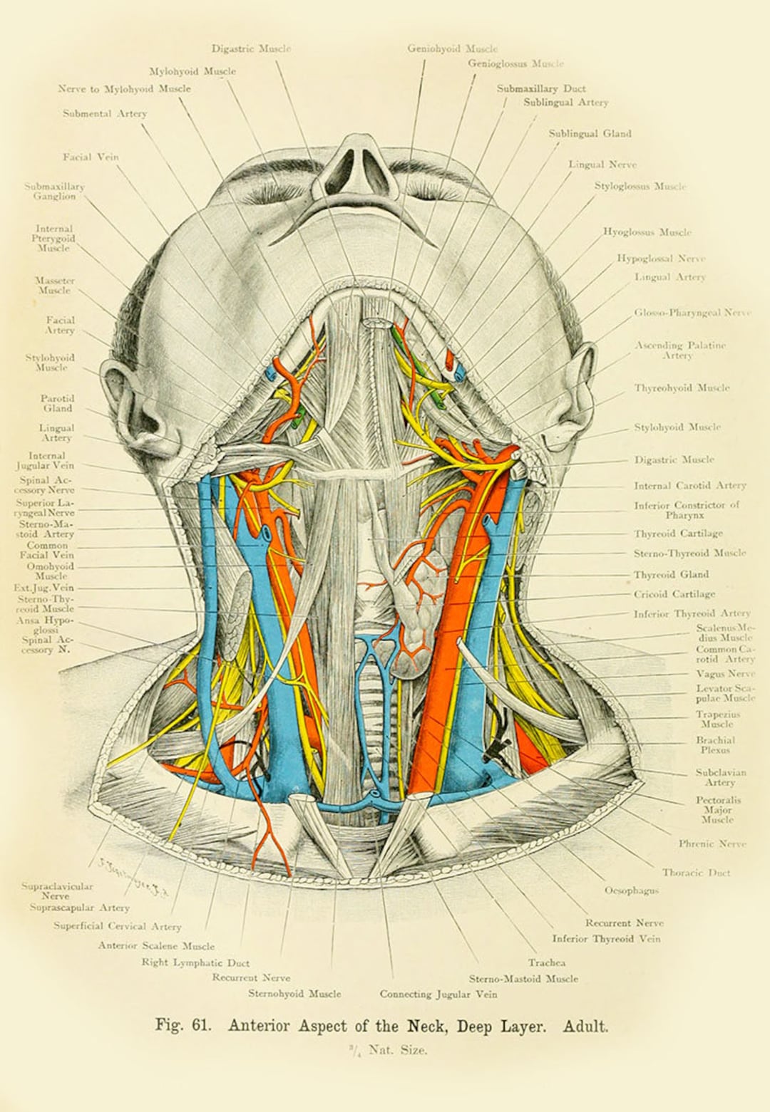 Human Anatomy Vintage Print-human Neck Anatomy-haeckel-human Internal ...