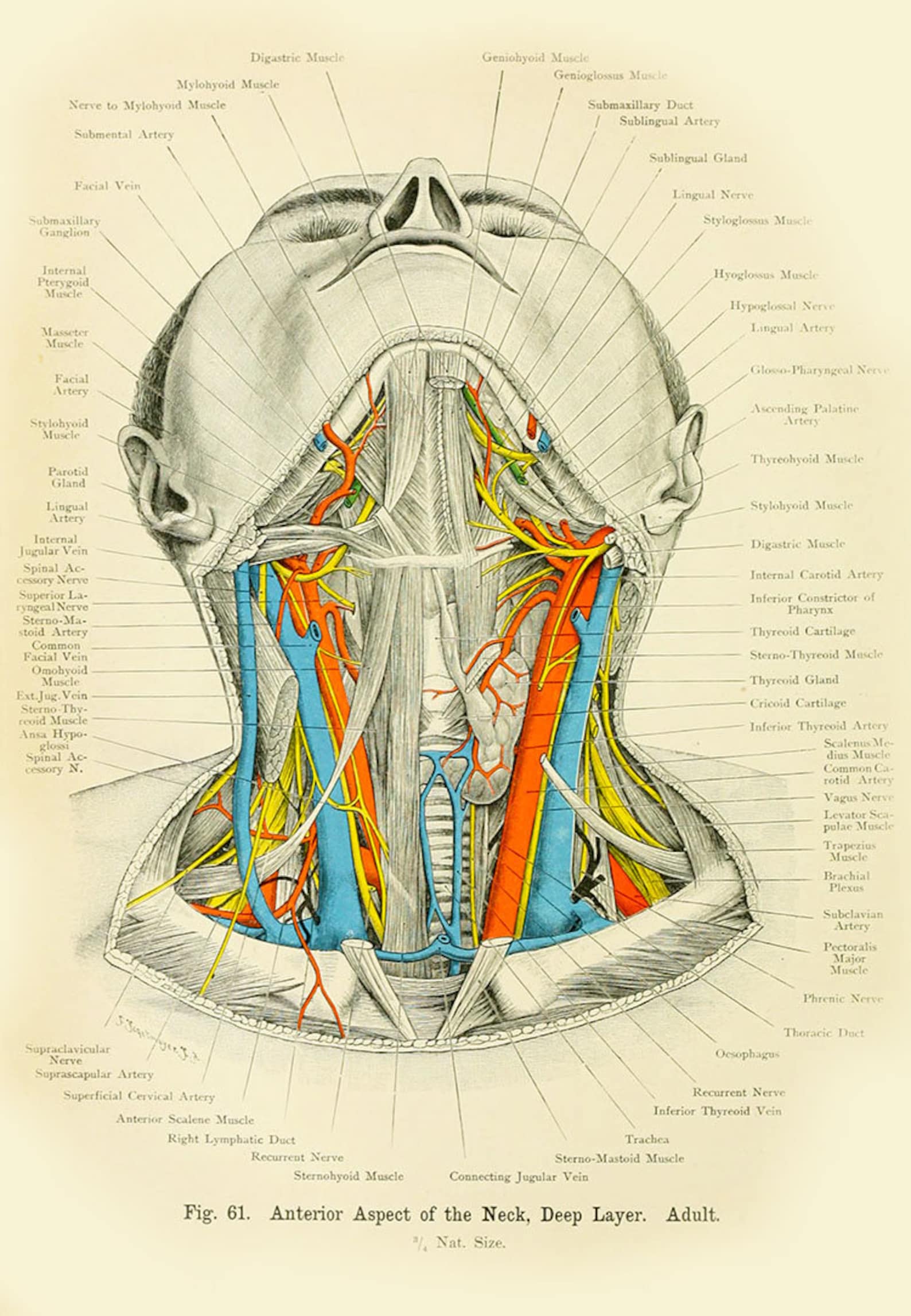 Anatomía humana Vintage Impresión-anatomía del cuello humano-haeckel ...