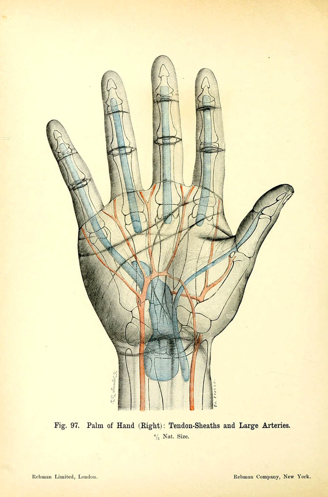 Human Anatomy Vintage Print-human Palm Anatomy-haeckel-human Organ ...