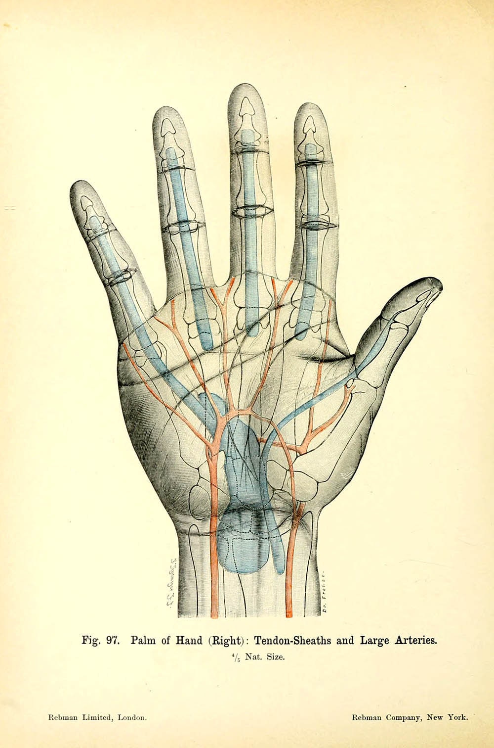 Human Anatomy Vintage Print-human Palm Anatomy-haeckel-human Organ ...