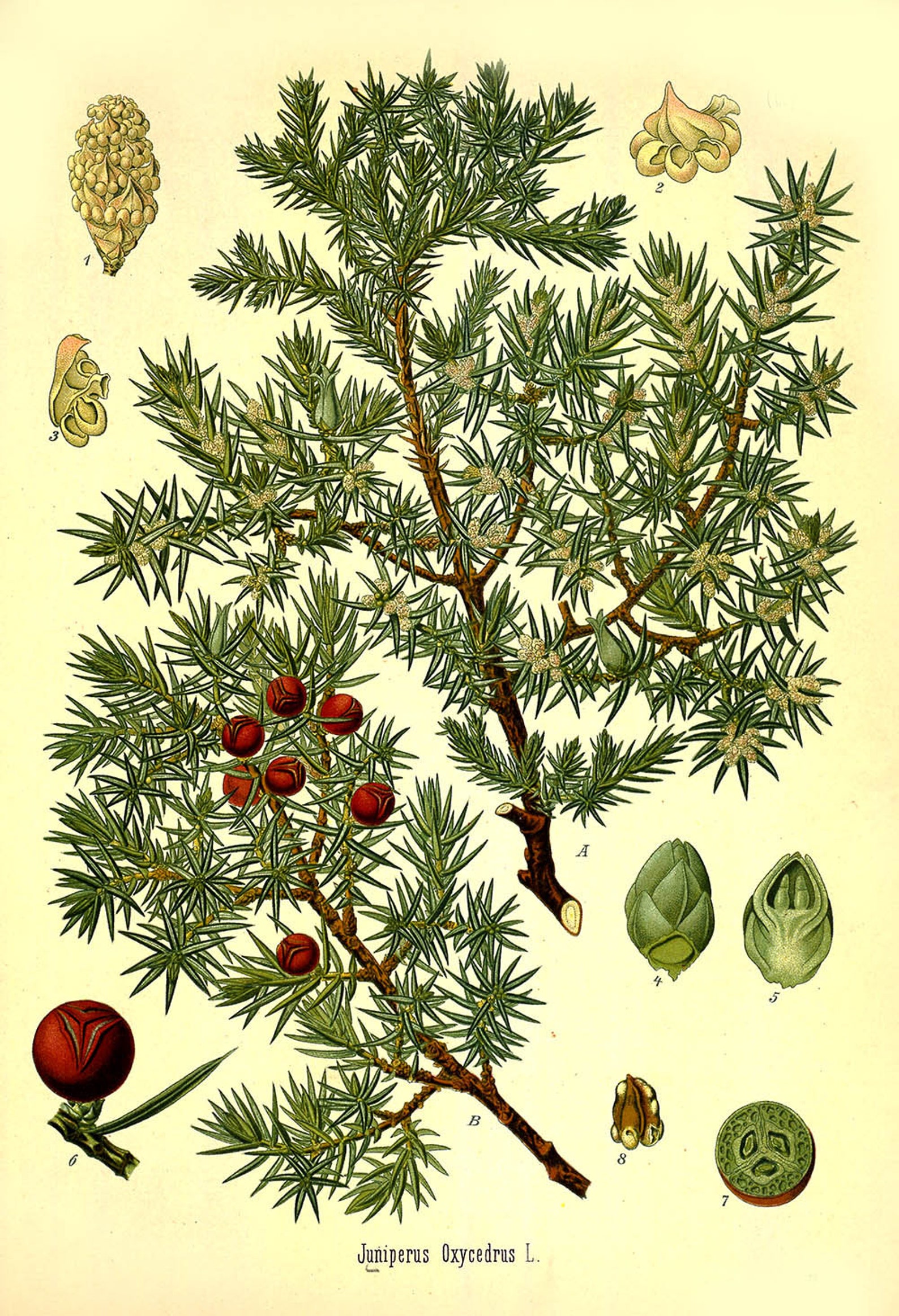 Vintage Botanical Floral Juniperus Juniper Tree Shrub Print Herb Plant ...
