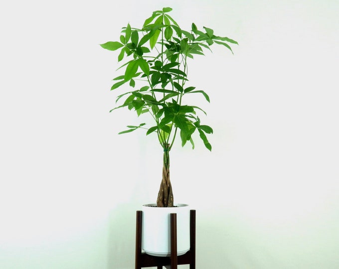 Extra-large Money Tree Air Purifying Indoor Plant in 8" 3D Printed ...