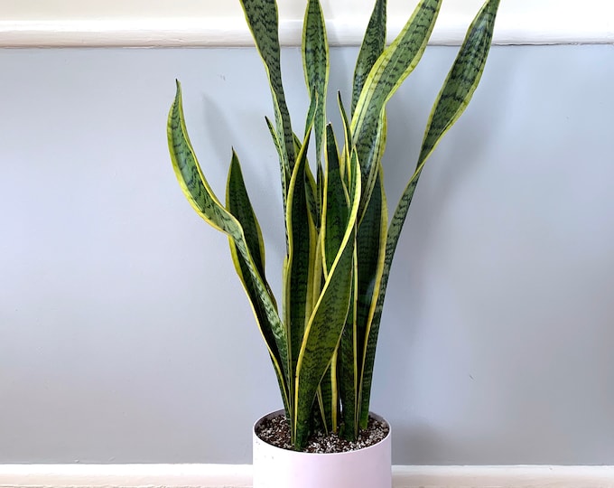 Extra Large Snake Plant / Mother in Law's Tongue (sansevieria ...
