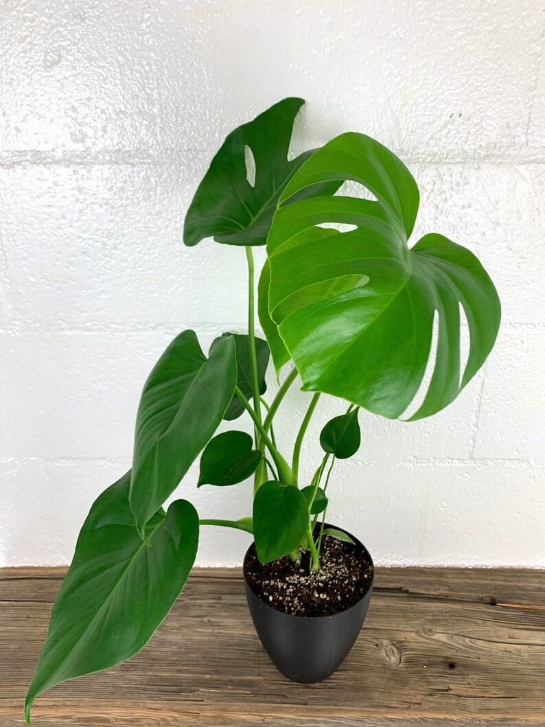 Monstera Deliciosa swiss Cheese Plant / Split-leaf - Etsy