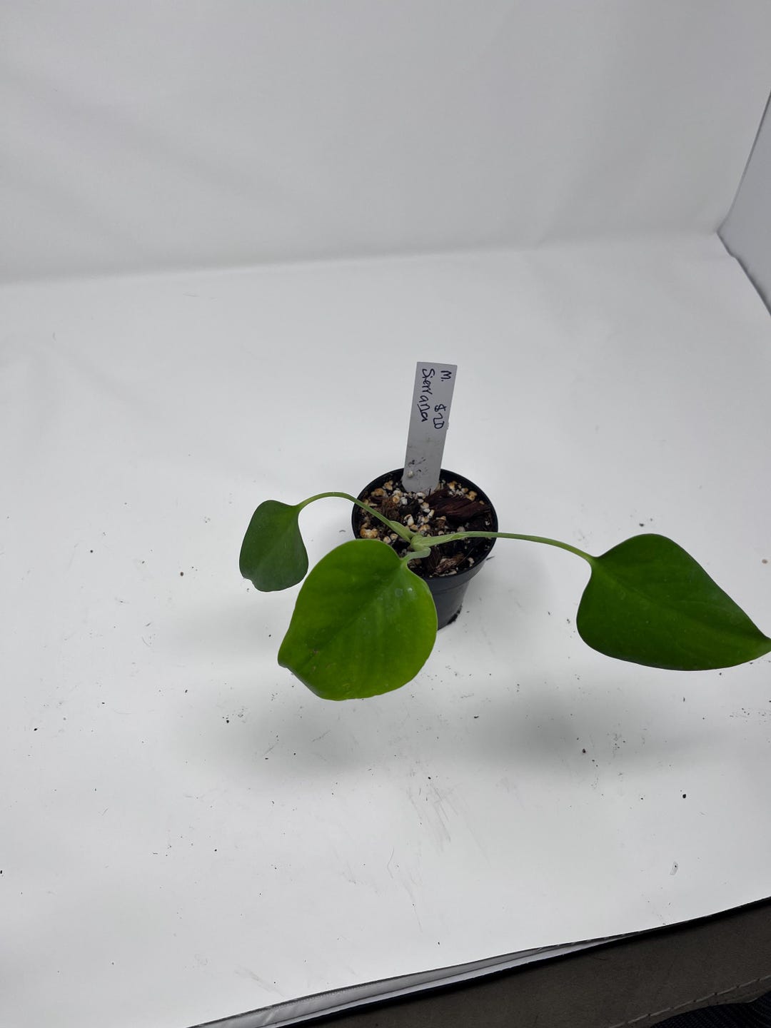 Monstera 'sierrana' Tropical Houseplant - Etsy