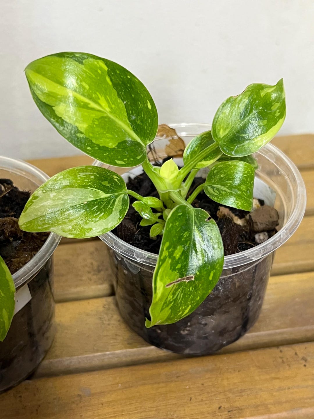 Philodendron Green Congo Nuclear - Etsy