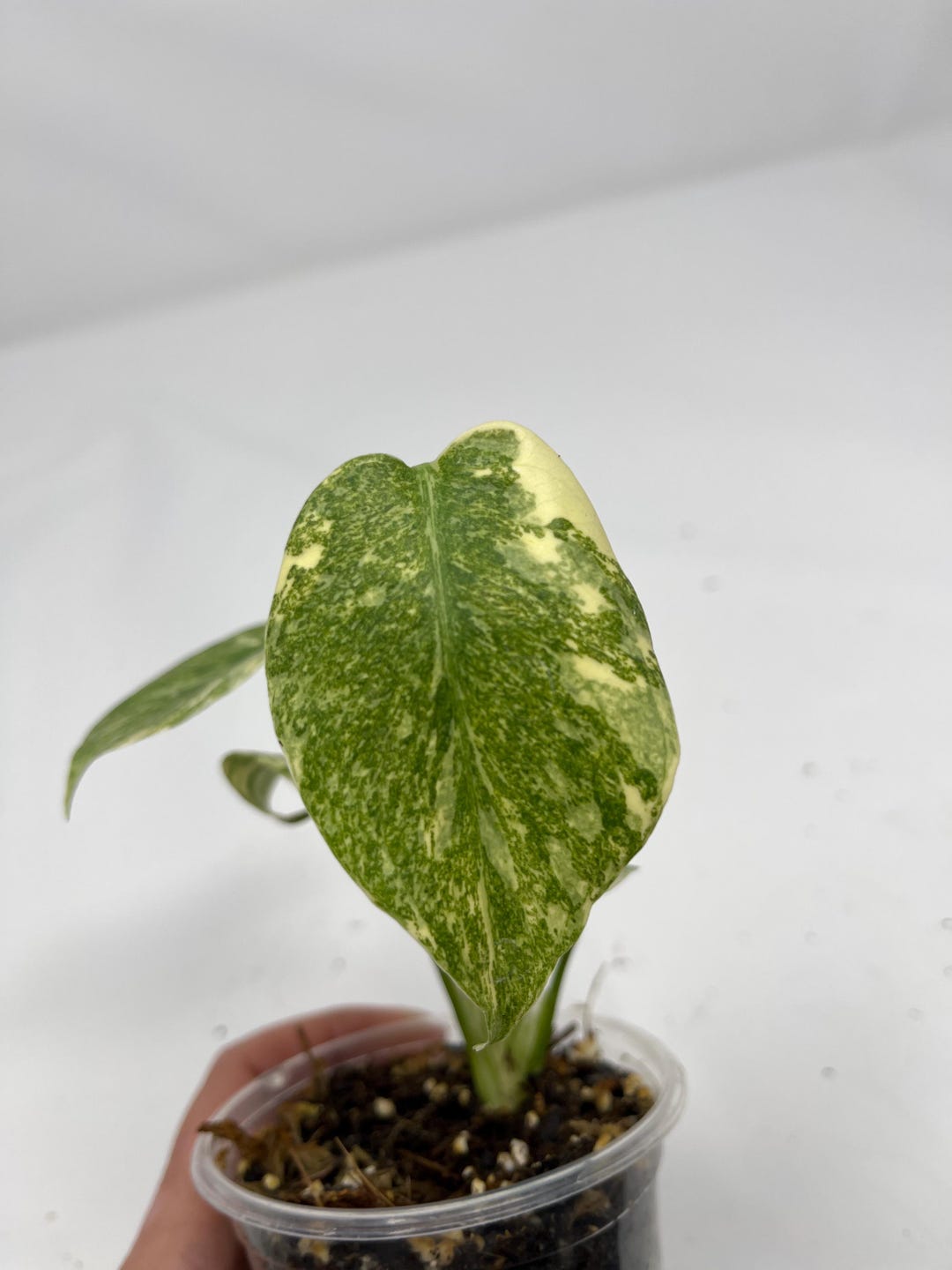 Monstera Green Snow Starter Plant - Etsy