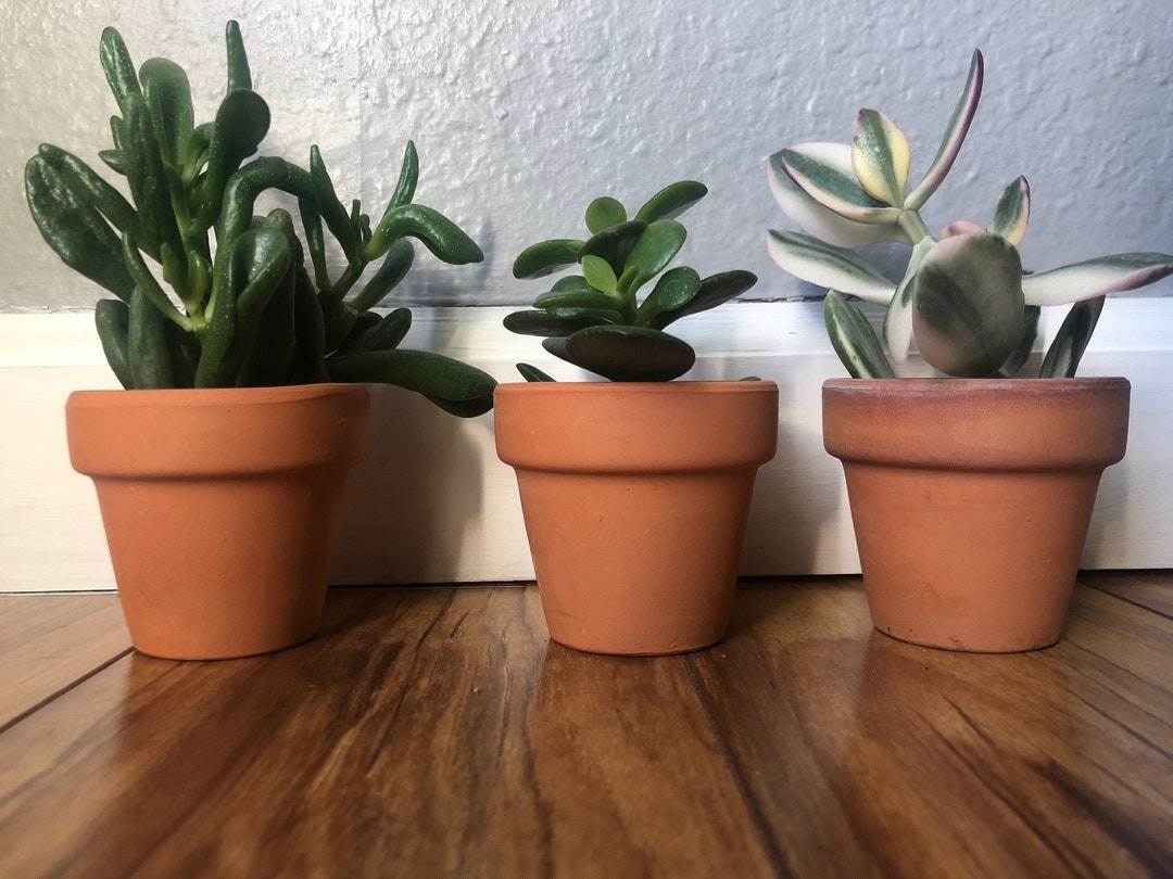 Jade Window Garden in Terracota Pots - Etsy
