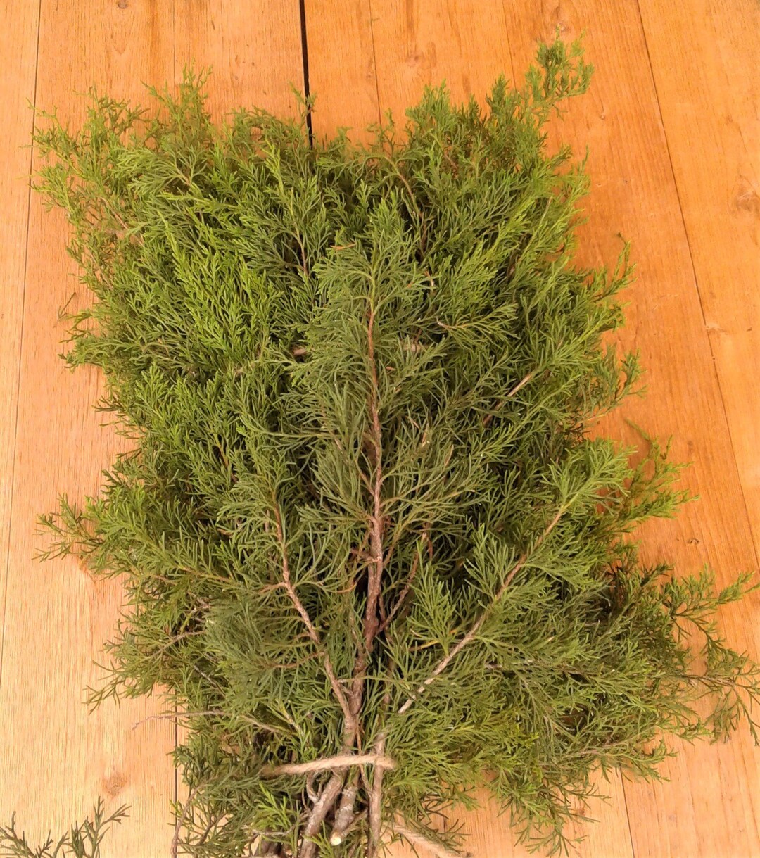 Fresh Juniper Stems, 2 or 4 Pounds, With FREE US Shipping - Etsy