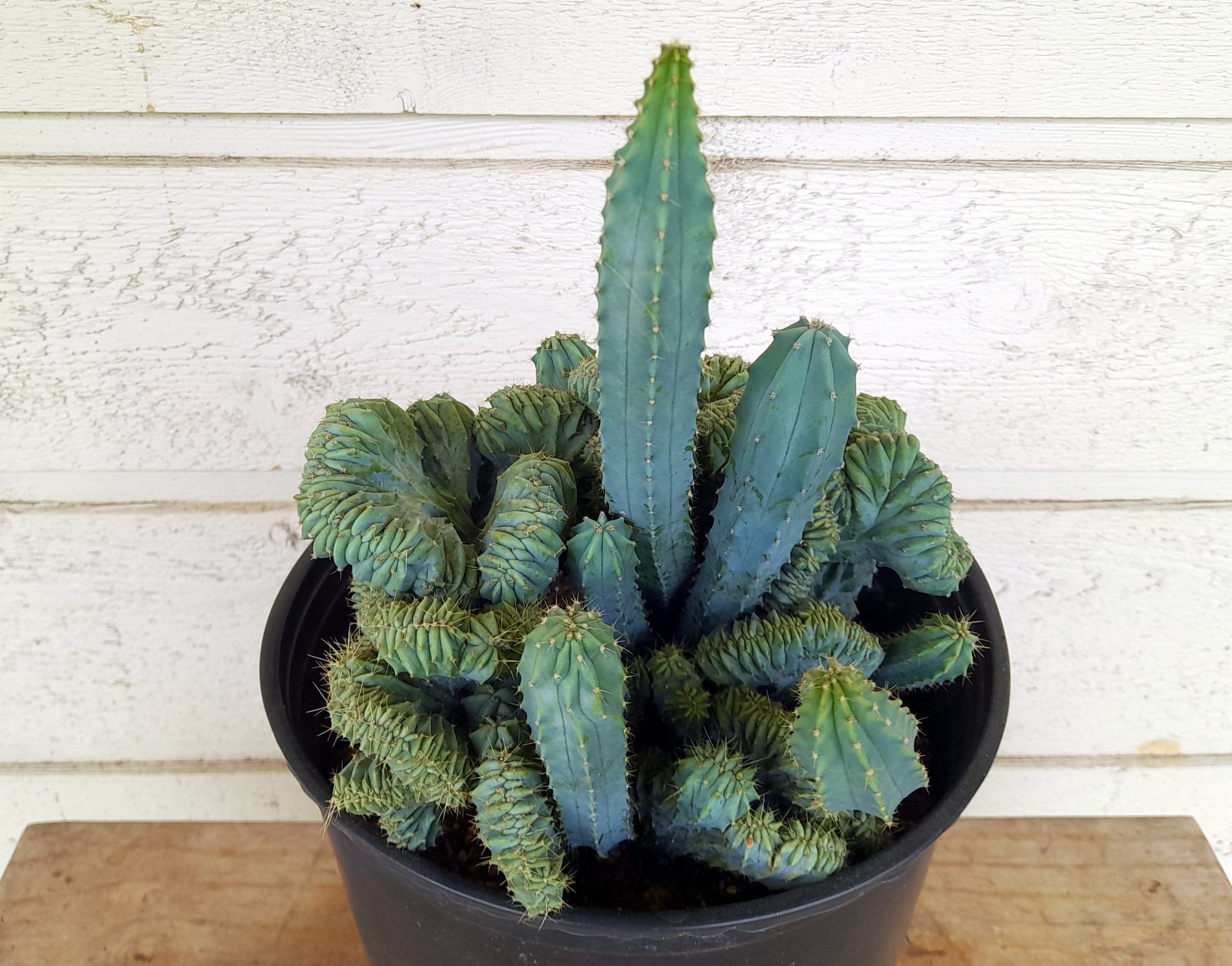 Myrtillocactus Geometrizans Cristata