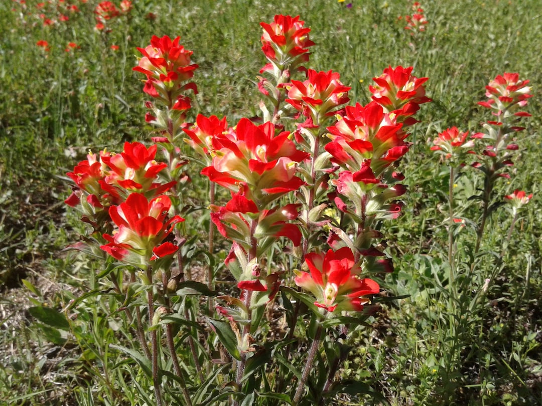 Indian Paintbrush Seeds, 2,500 to 20,000, 2025 Harvest - Free Shipping ...