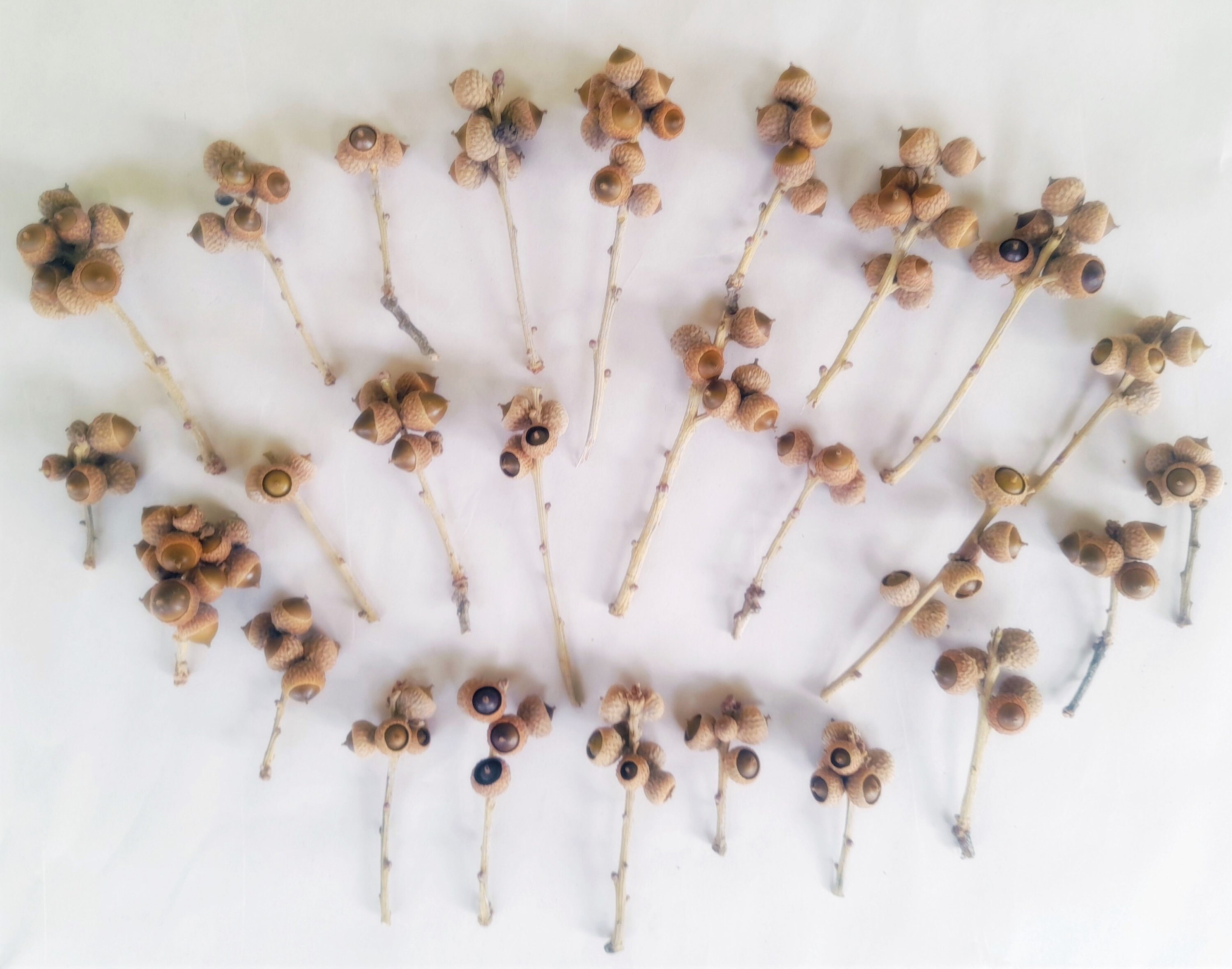 Acorn Clusters With Stems, Dried And Ready To Use - free US Shipping