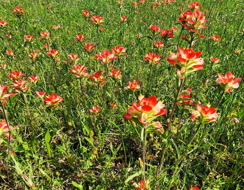 Indian Paintbrush Seeds 2500 to 20000 2023 Harvest Free - Etsy