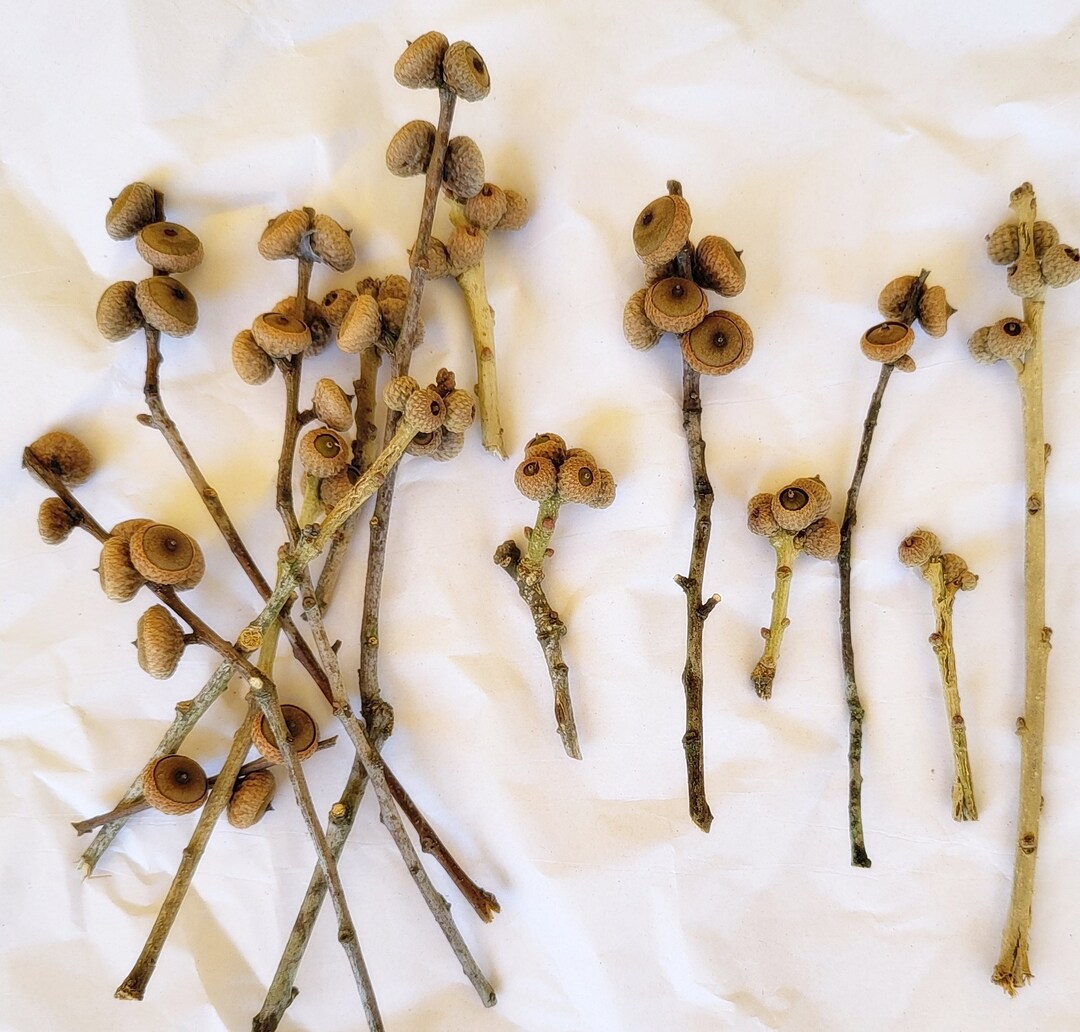 Acorn Clusters on Stems, 20 or 40 Pieces, Dried and Ready to Use, 2 ...
