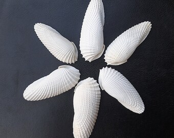 Angel Wing Shells - Etsy