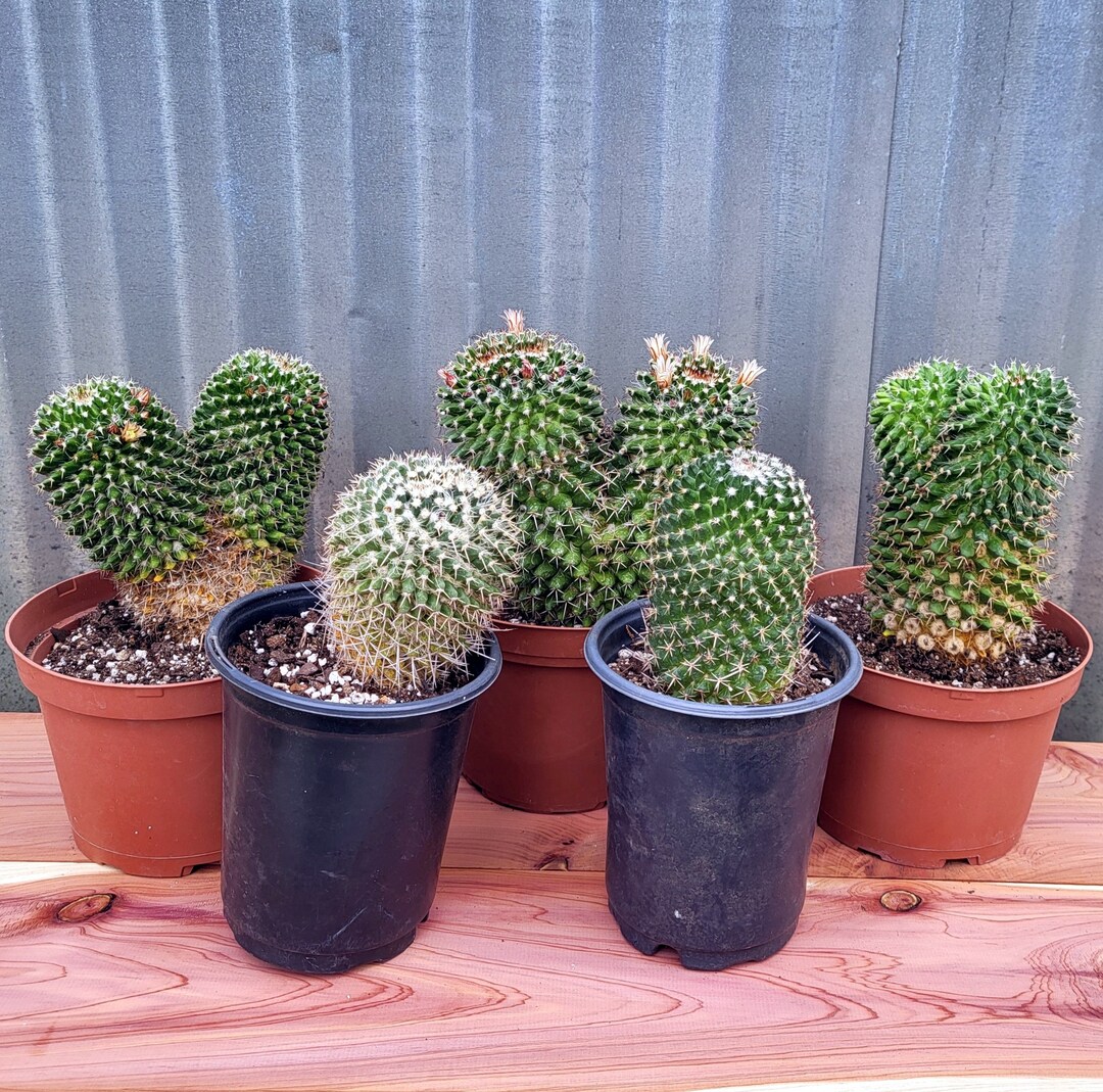 Silver Arrows Cactus, Mammillaria Karwinskiana Nejapensis, 5 Sizes Free ...