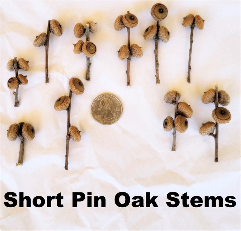 Dried Acorn Stems: Texas Oak Tree Harvest, Craft Supplies - Etsy