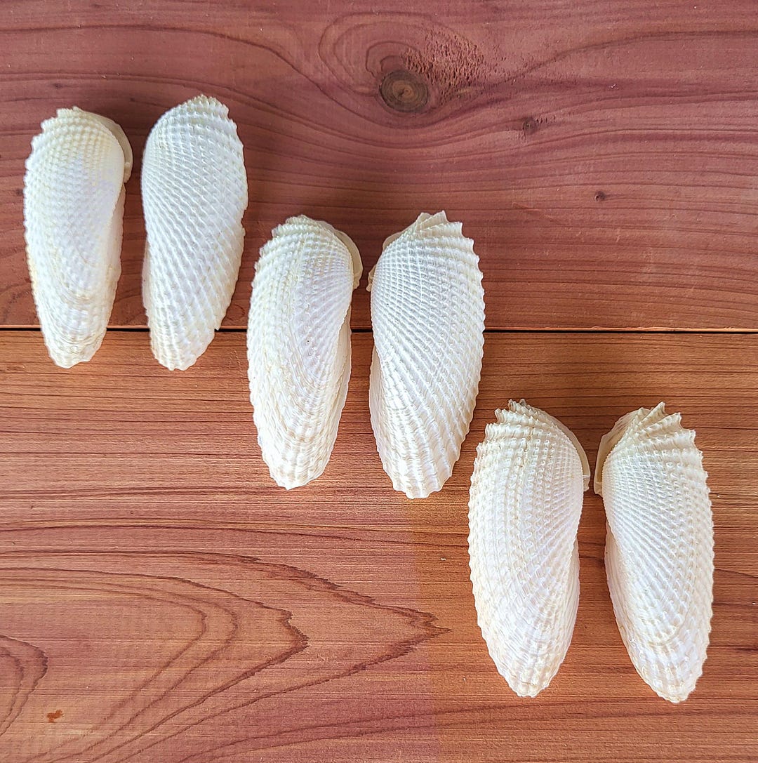 Angel Wing Seashells, 3 Sets (6 Pieces) - US Shipping Included - Etsy
