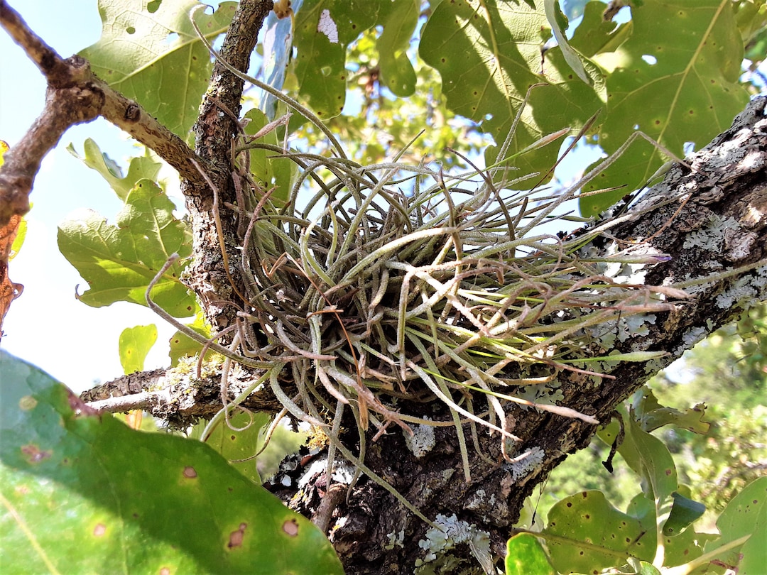 Two or Four Living Ball Moss Clusters, Tillandsia Recurvata, Free US ...