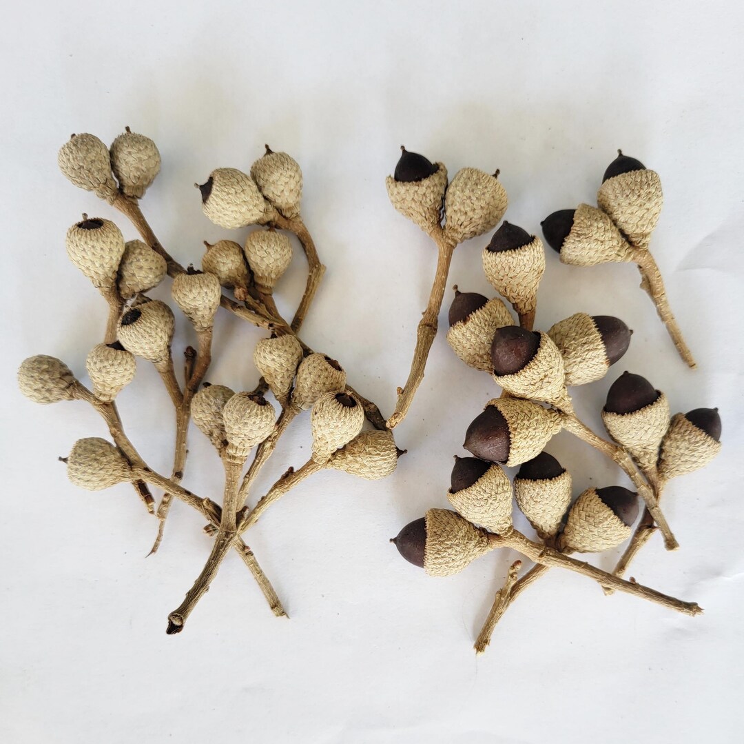 Acorn Clusters on Stems, Two Sizes of Dried Live Oak - Free US Shipping ...
