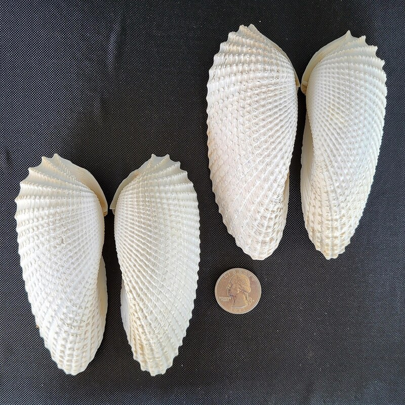 Sea Shell Angel - Etsy