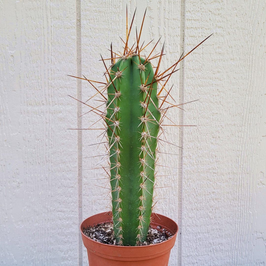 Toothpick Cactus, Large Stetsonia Coryne - Free US Shipping - Etsy