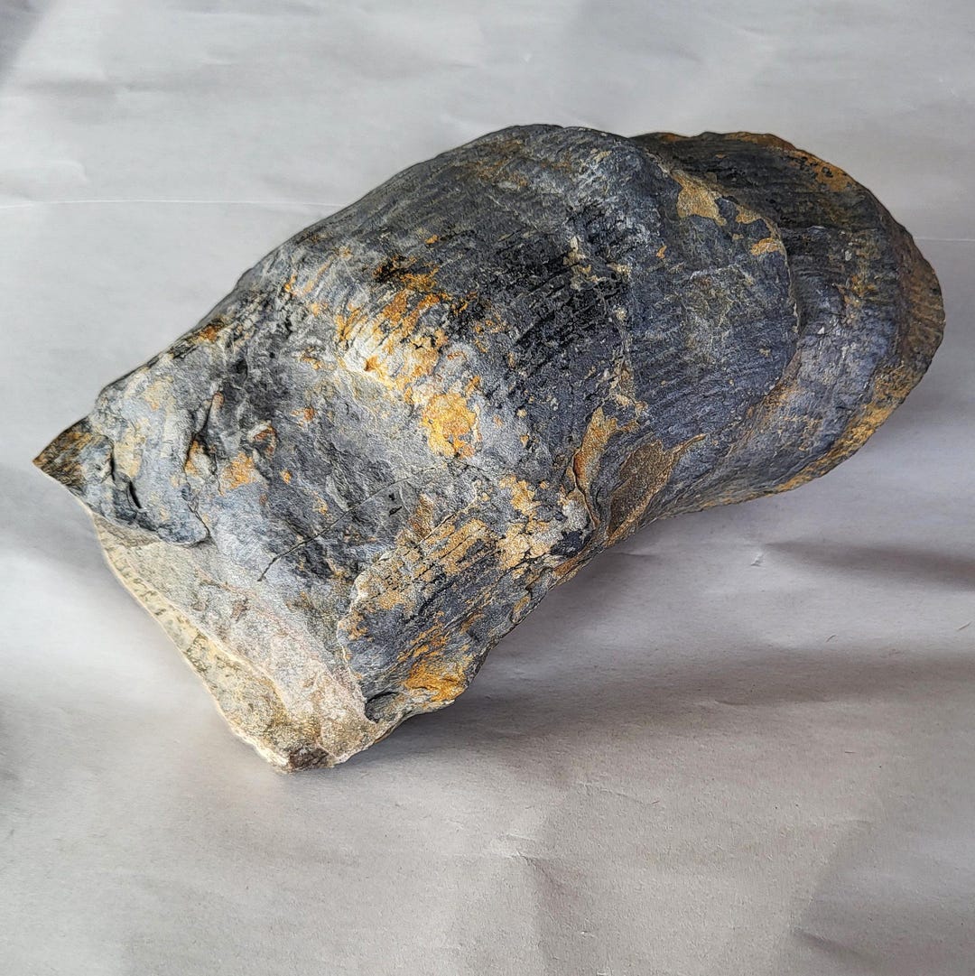 Calamite Fossil, 300 Million Years Old, Large 360 Degree Cast - Etsy