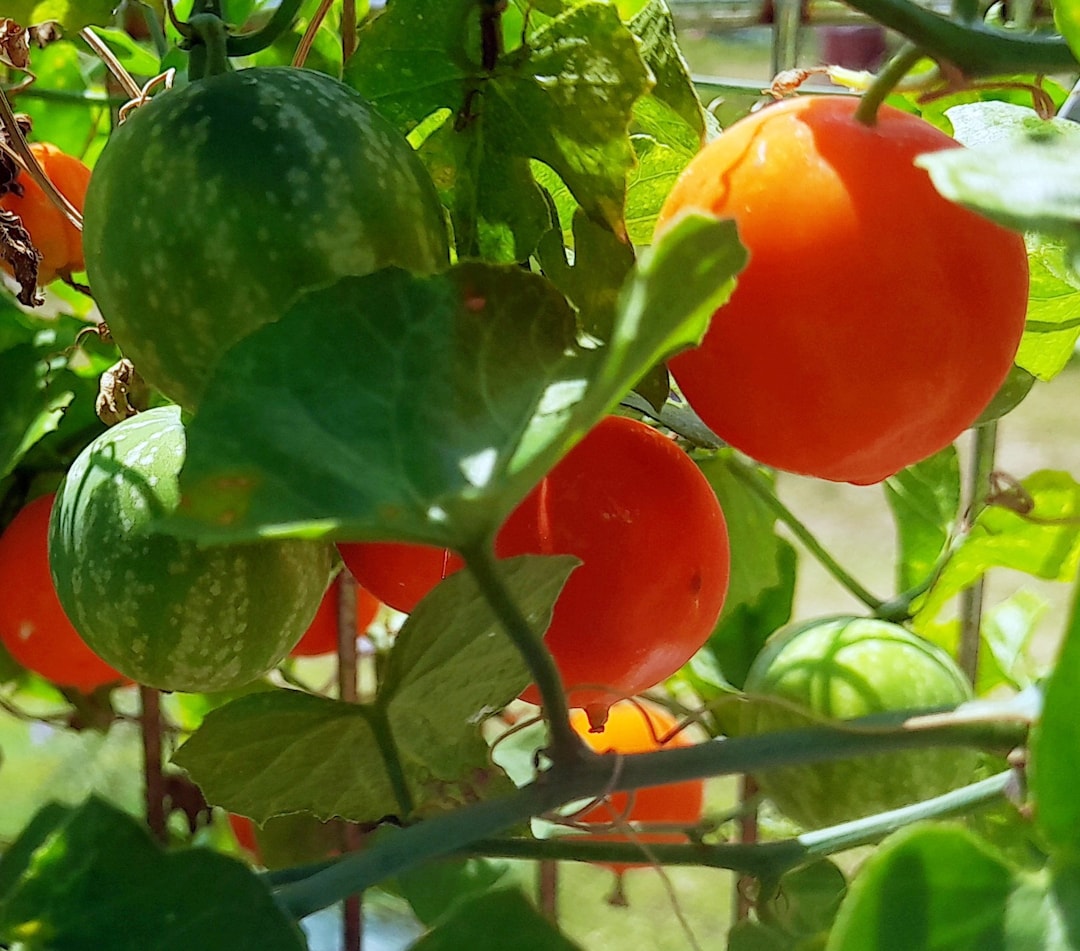 Balsam Gourd Plants, Live Ibervillea Lindheimeri, Native Texas ...