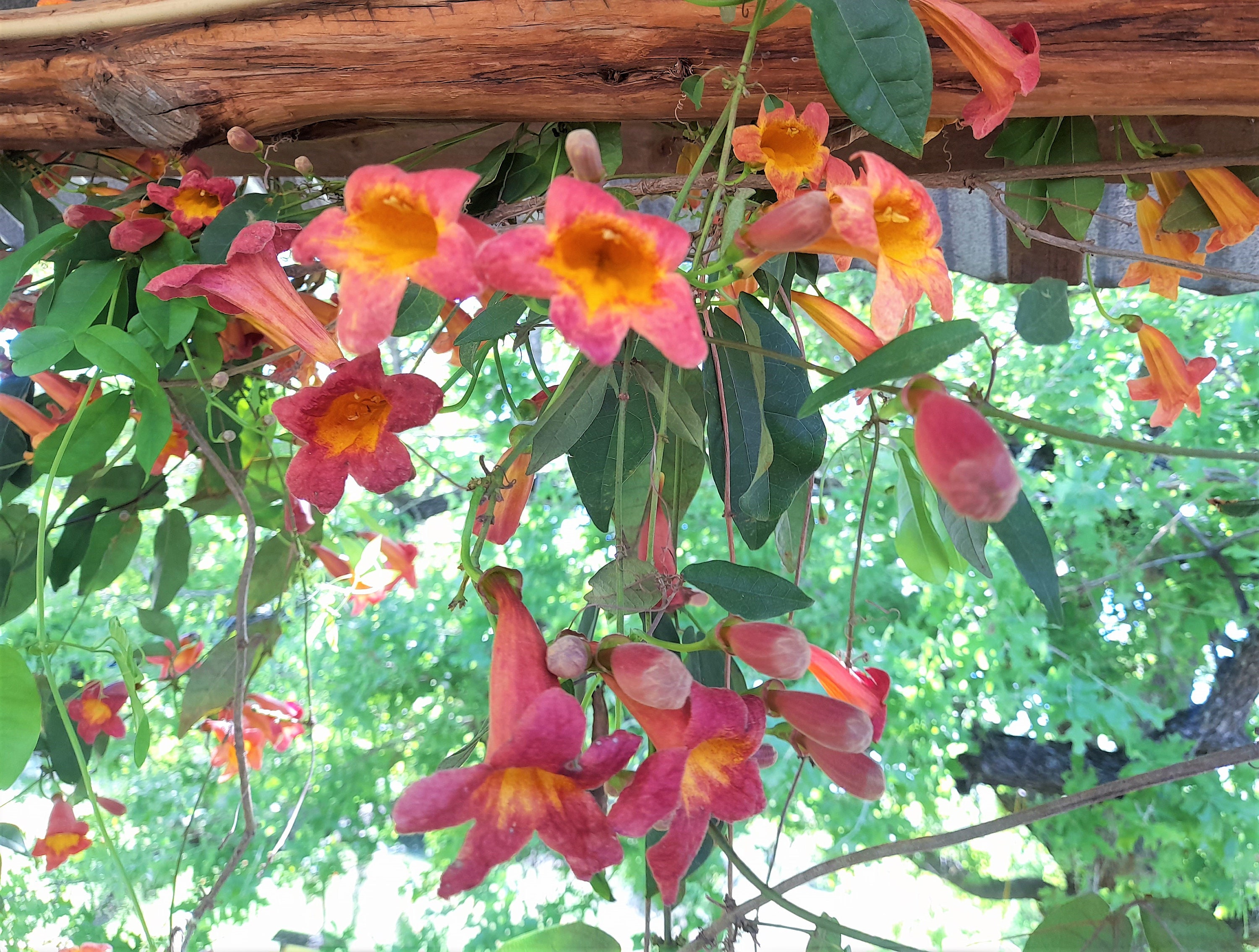 Tangerine Crossvine Austin Texas