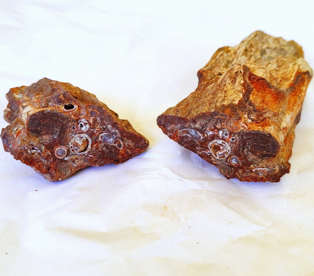Petrified Teredo Wood, 40 to 50 Million Years Old, Very Detailed Texas ...