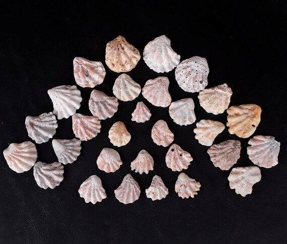 Kitten's Paw Seashells 10 Piece Set Three Sizes Free - Etsy