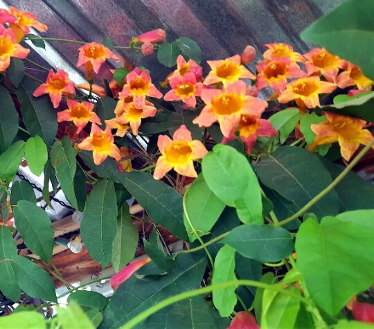 Tangerine Crossvine Austin Texas