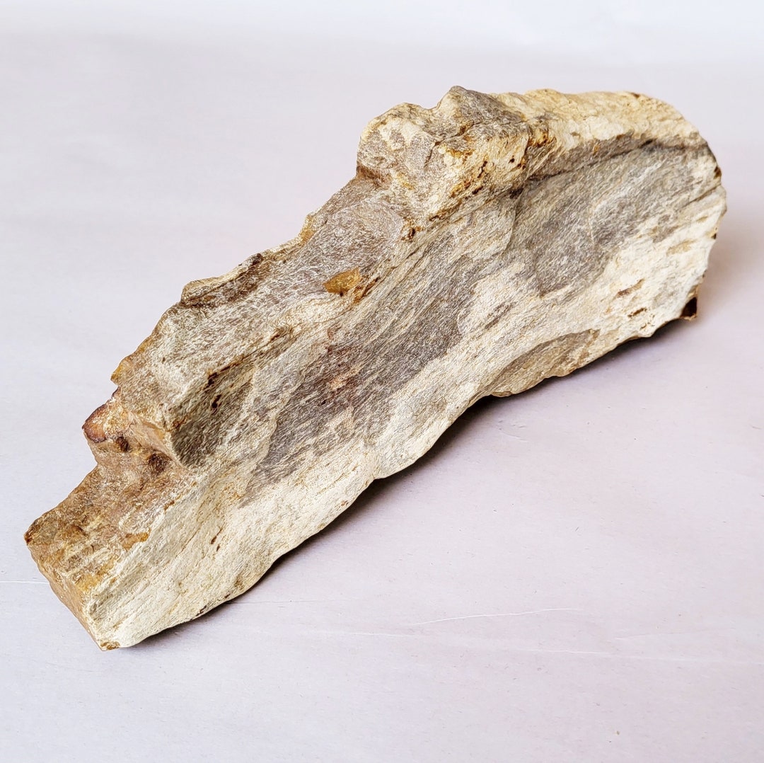 Texas Petrified Wood Specimen: 50 Million Year Old Fossil - Etsy