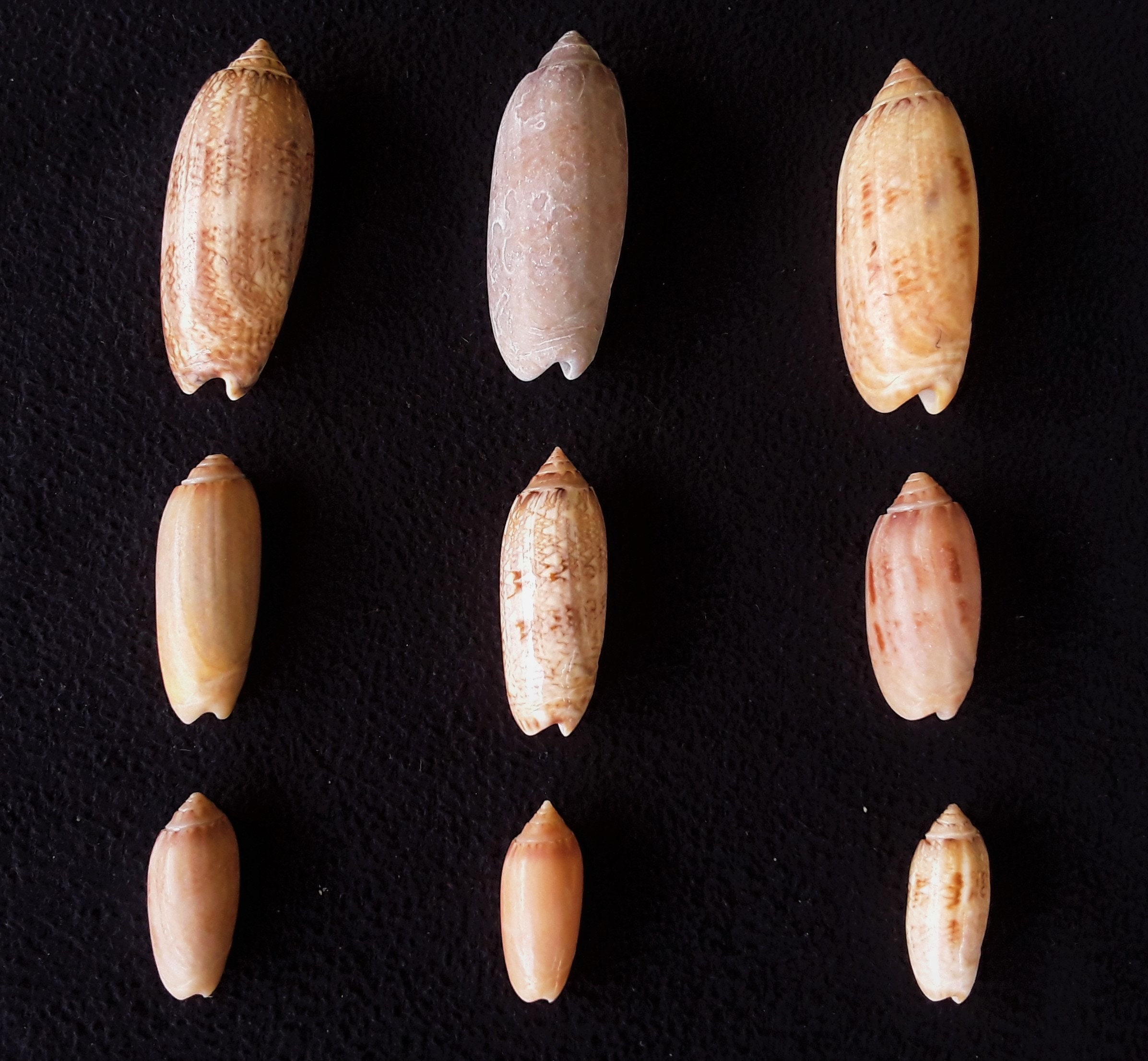 Lettered Olive Wikipedia